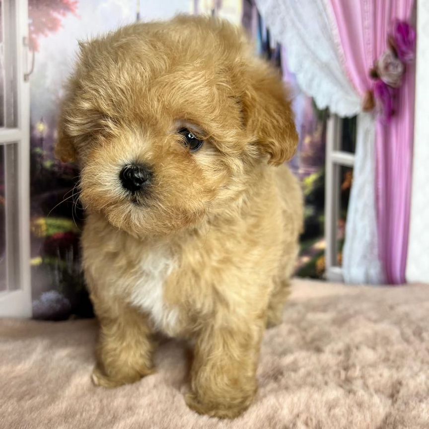 Мальтиту f1 приятная цена