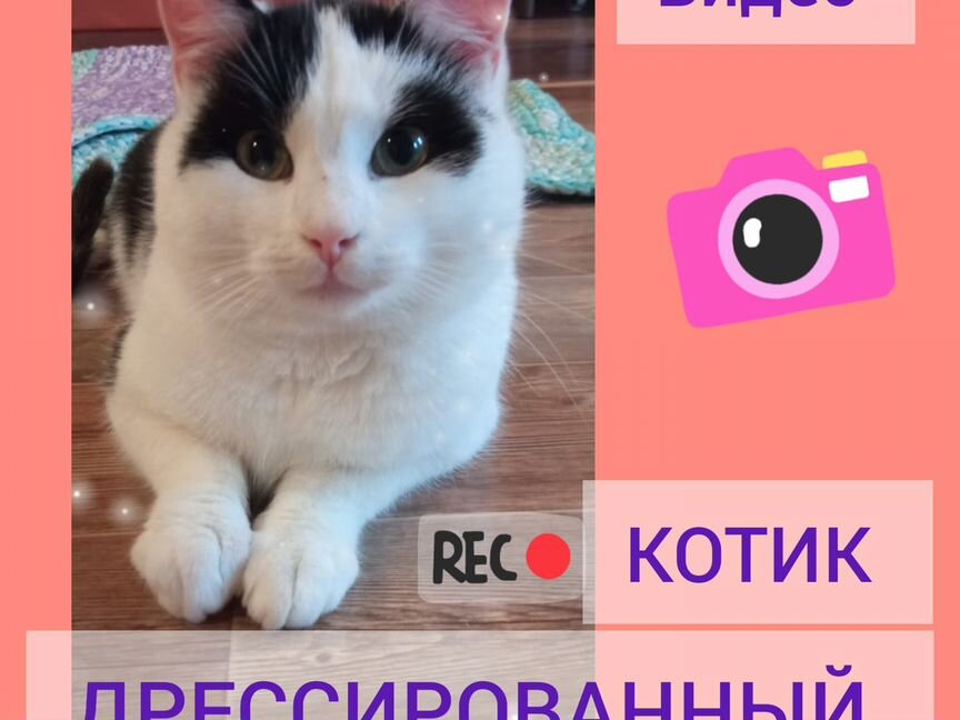 Дрессированный котик. Котенок Кошка кошечка