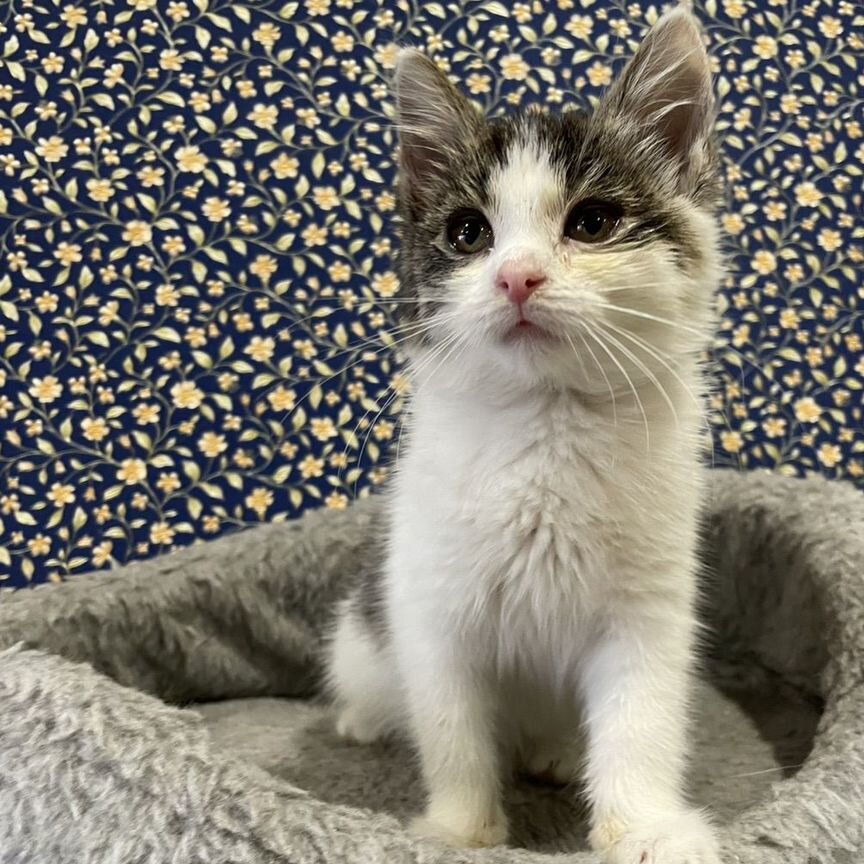 Котёнок в добрые руки