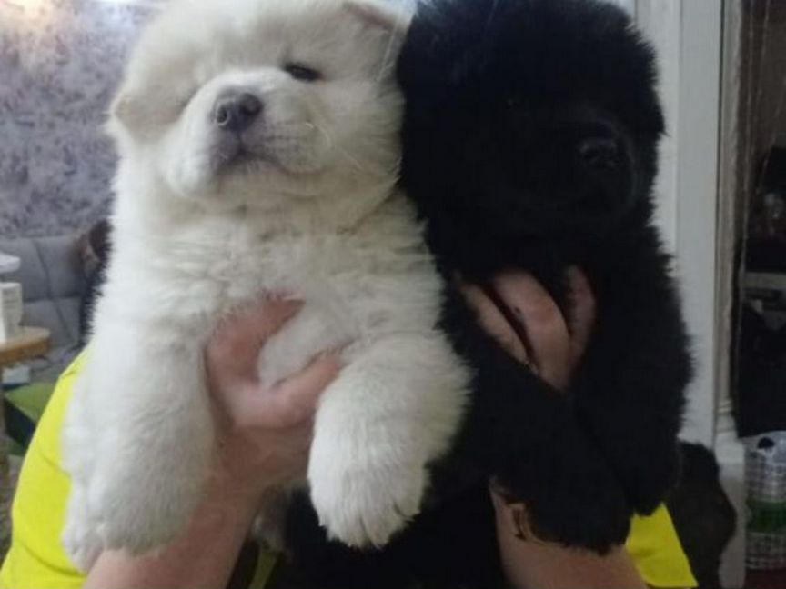 Щенки Чау-чау