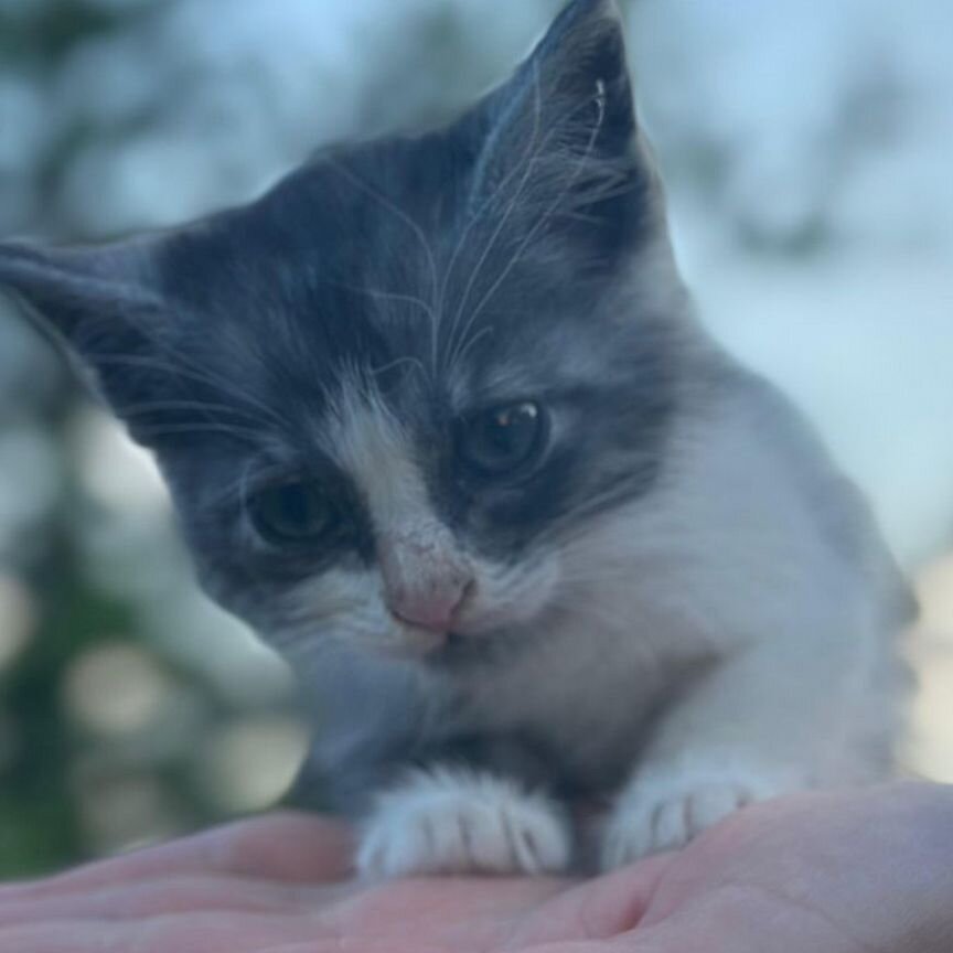 Котята