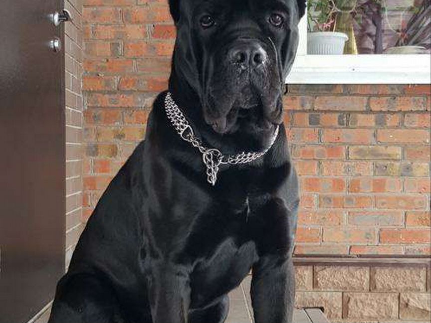 Кабель кане корсо на вязку