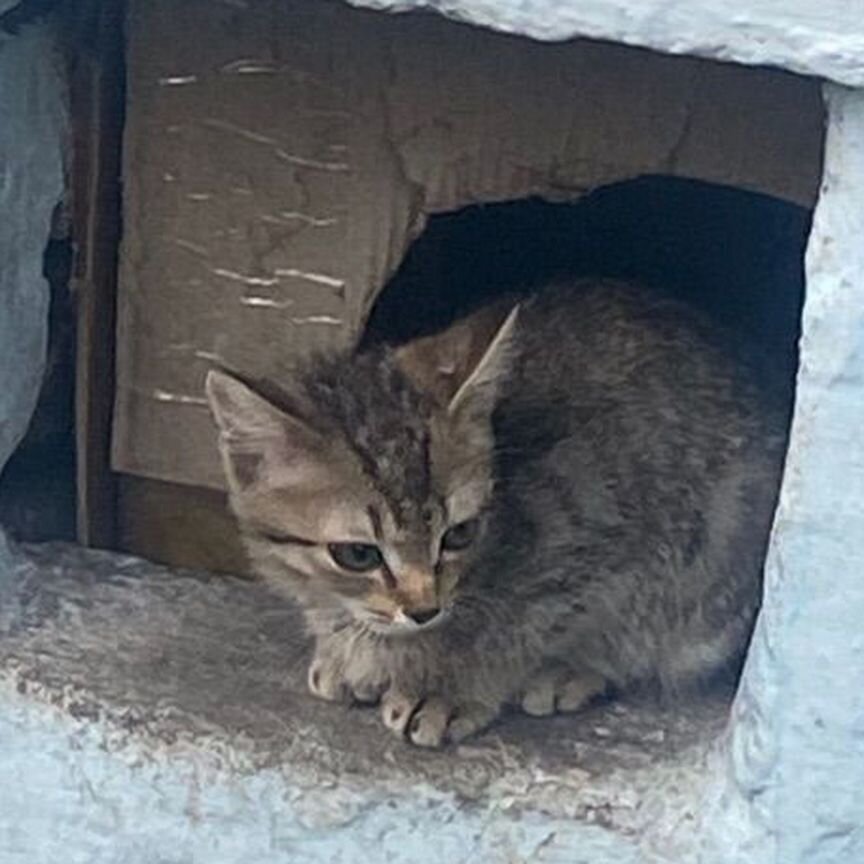Котята