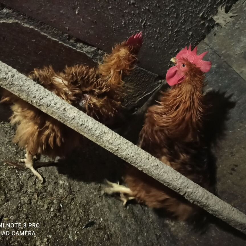 Молодые петухи