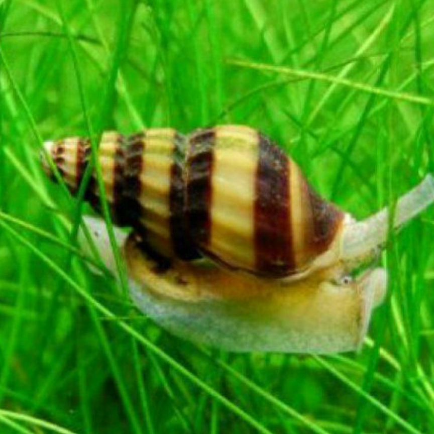 Хелена. Хищная улитка