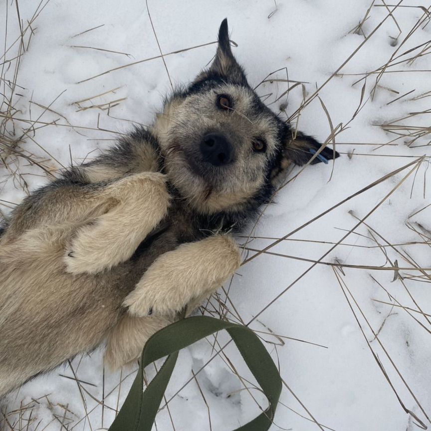 Собака в добрые руки