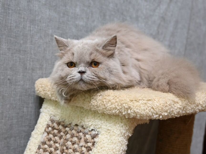 Лиловый персидский котенок - мальчик