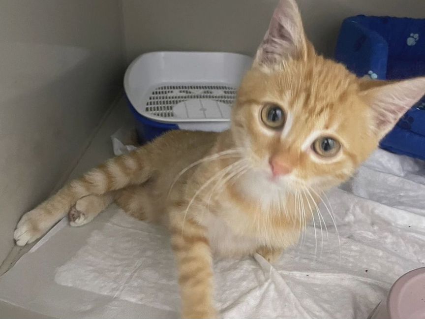 Котенок ищет добрые ручки