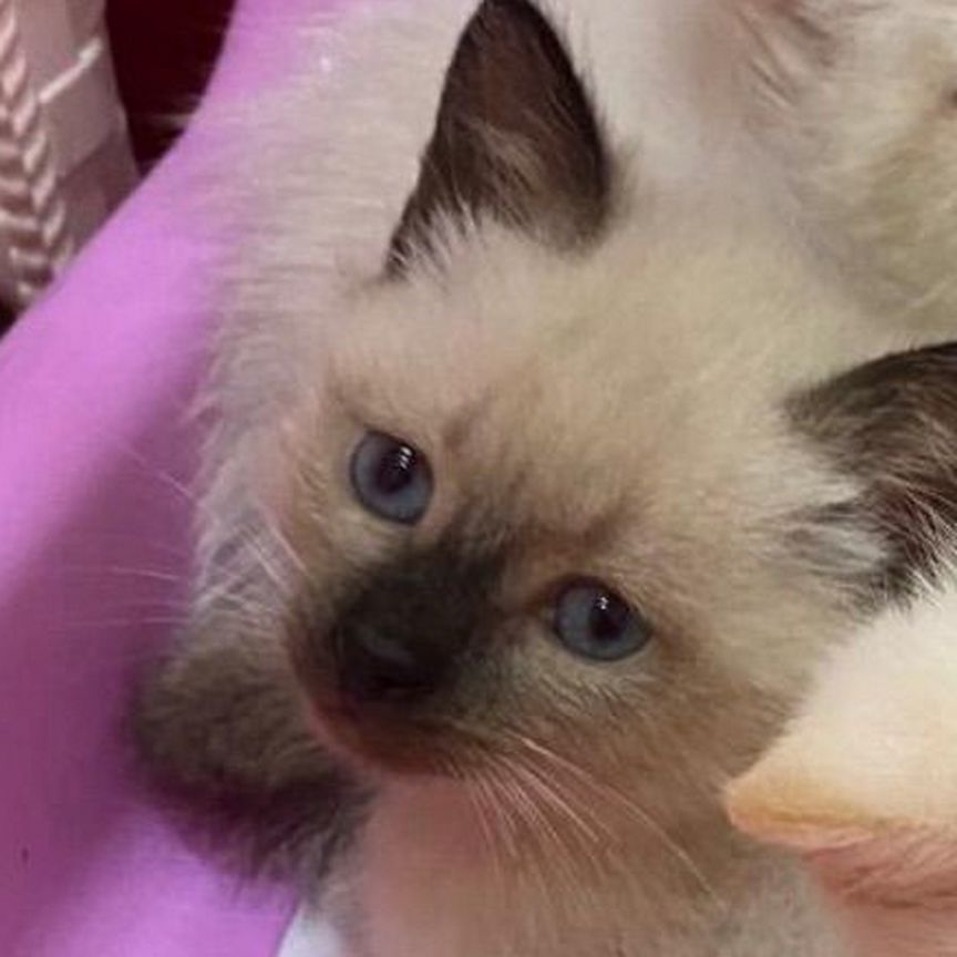 Котенок сиамский