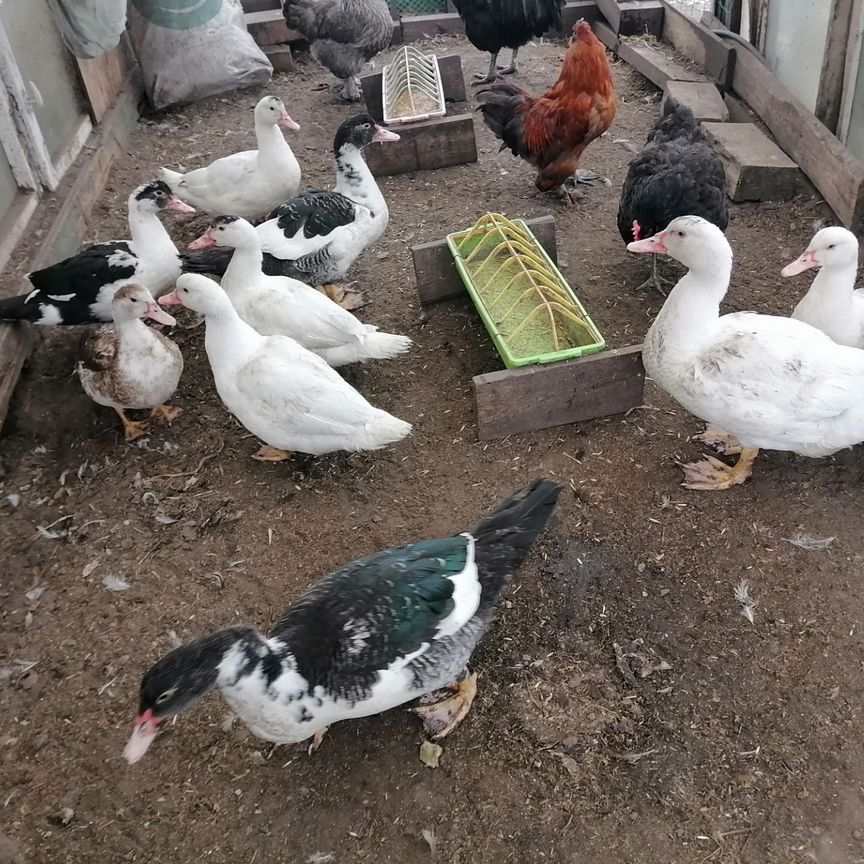 Мускусные утки