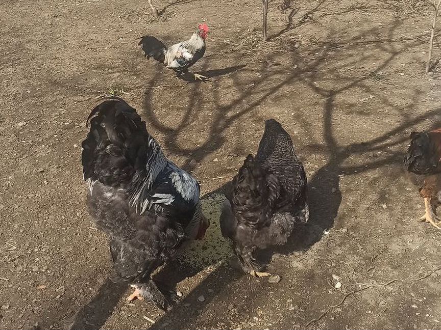 Куры и петухи брама