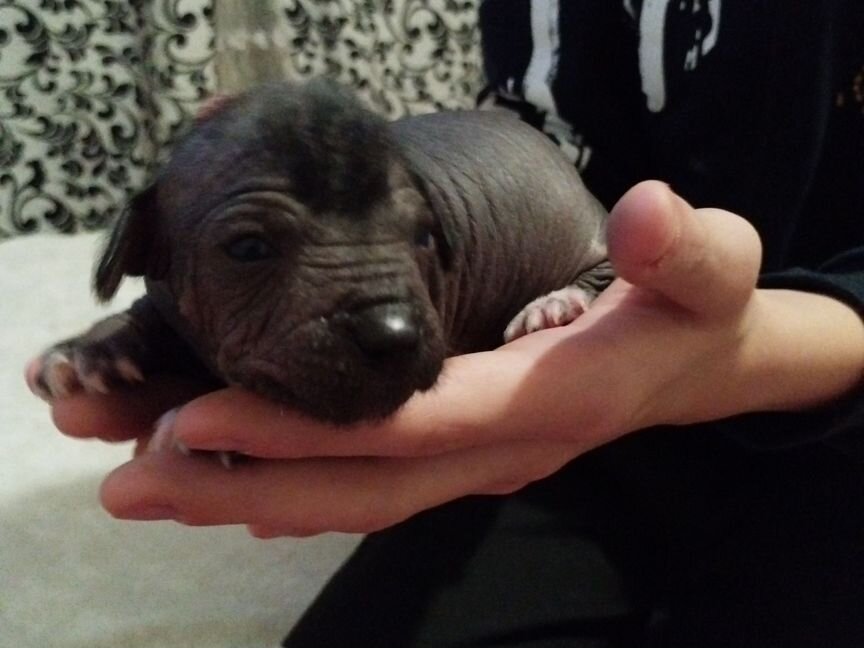 Щенки ксолоитцкуинтли