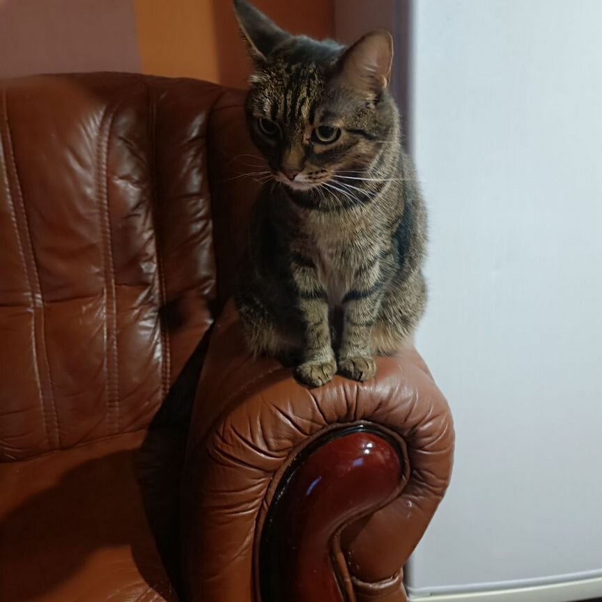 Взрослая, кошка в добрые руки