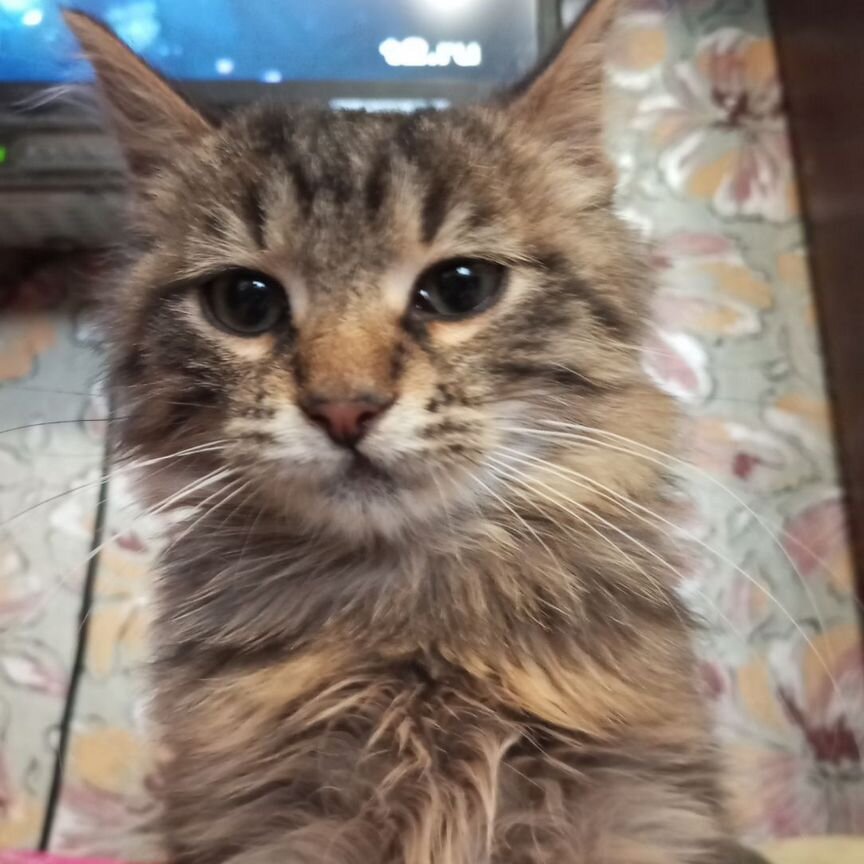 В добрые руки котёнок