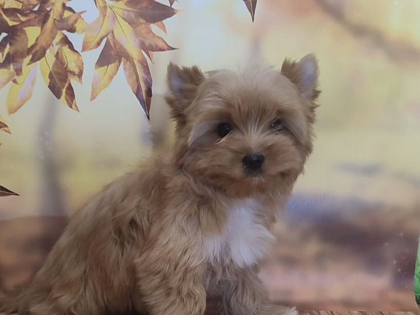 Мальчик красавчик