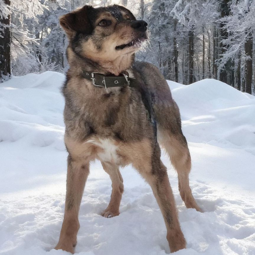 Взрослый пёс в добрые руки