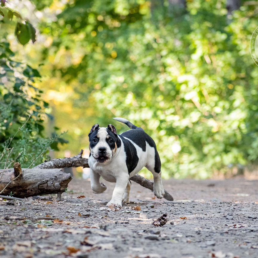 Щенок Американский булли