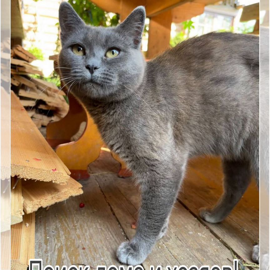Кошка фенотип русская голубая