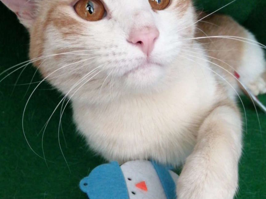 Винил ищет дом