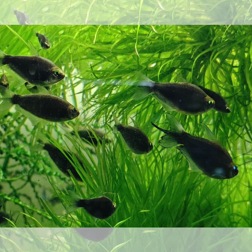 Продаются аквариумные рыбки