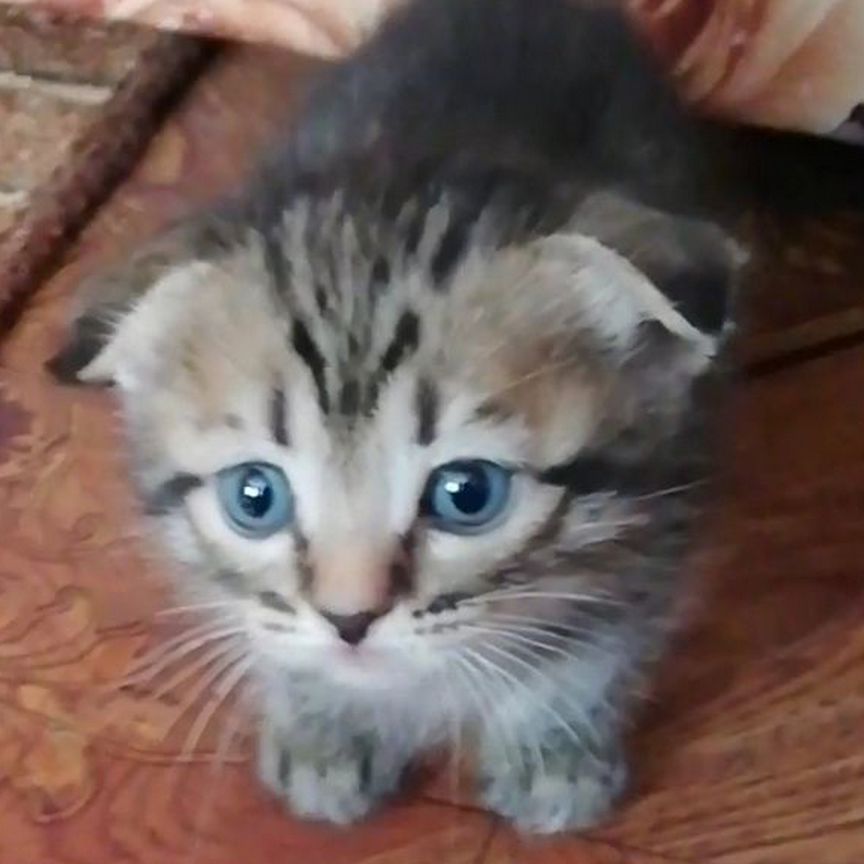 Котёнок в добрые руки