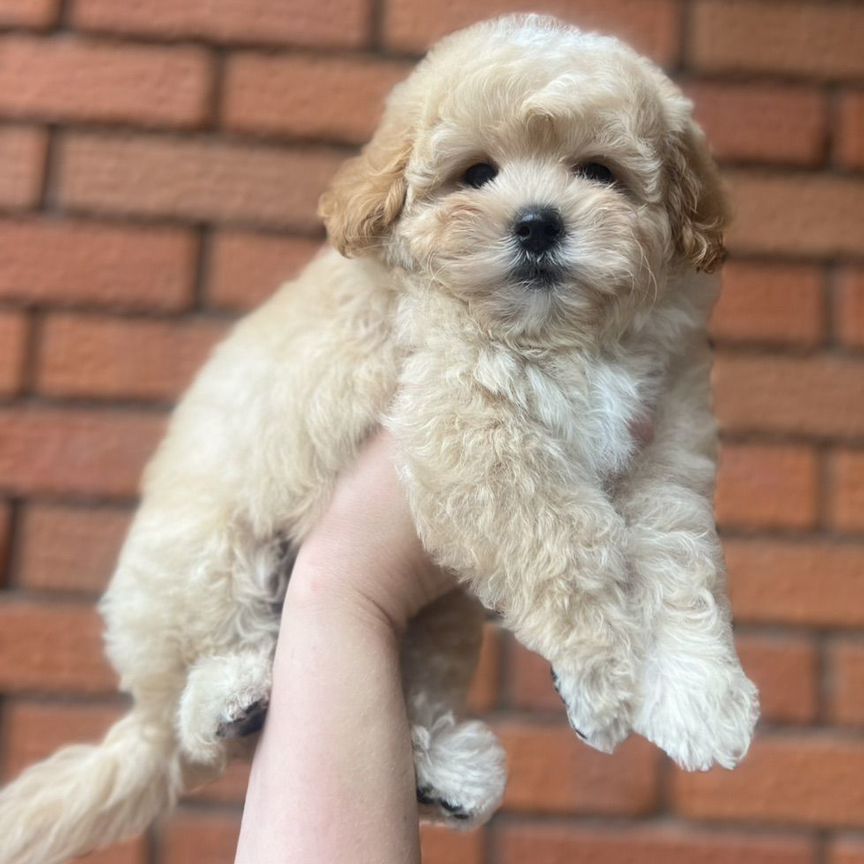 Мальтипу f1 мини baby face