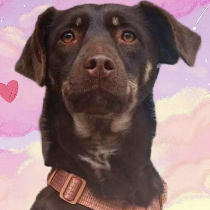 Взрослая собака в добрые руки