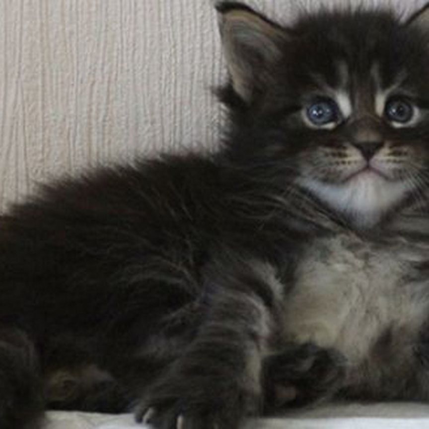 Котята Мэйн Кун
