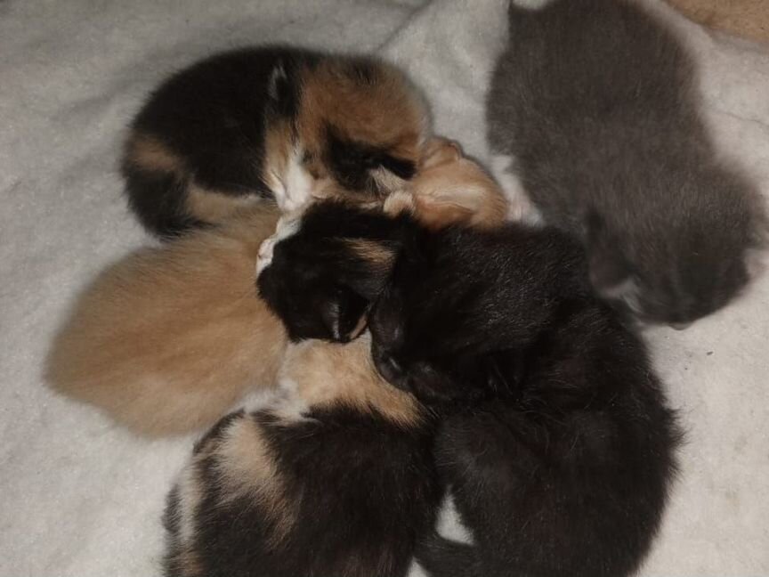 Котята в добрые руки