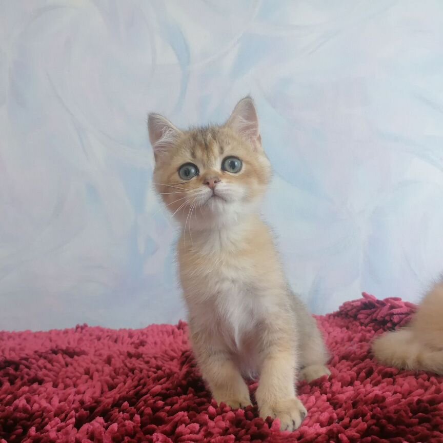 Золотой мальчик