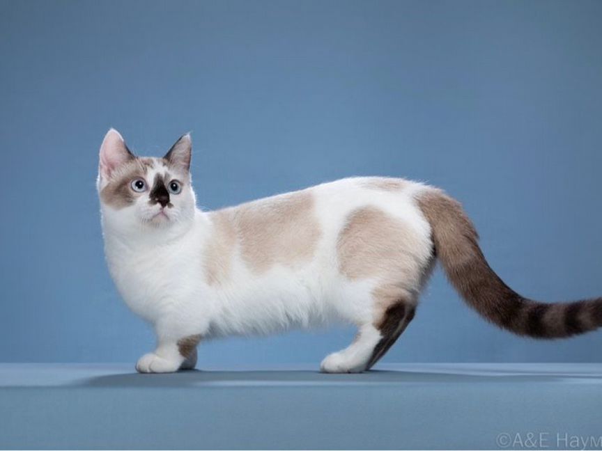 Манчкины