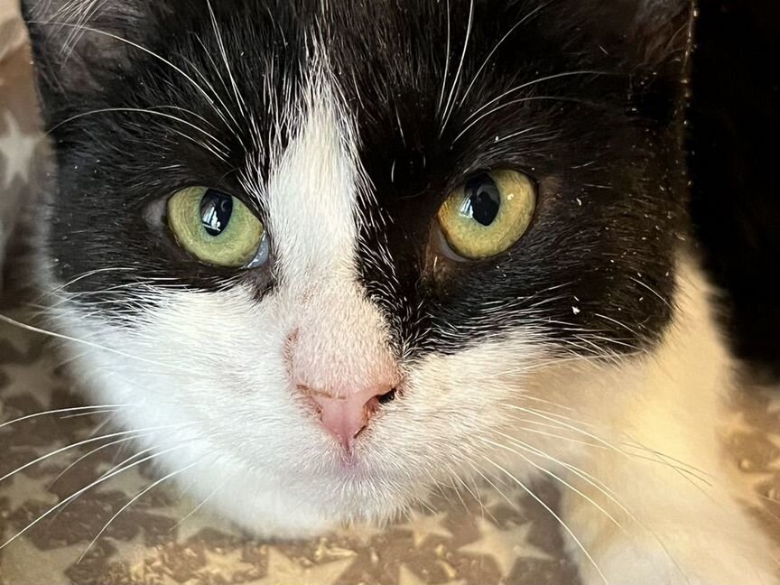 Ласковая кошечка 4 месяца бесплатно