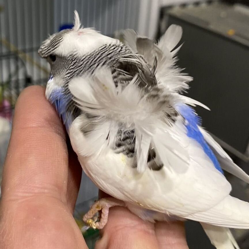 Птенцы Хагорома из гнезда