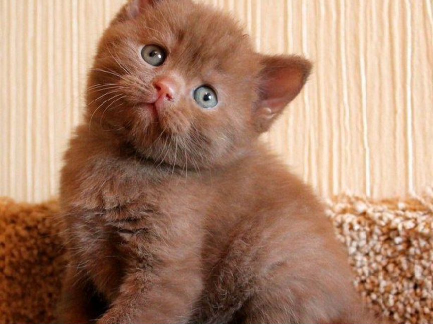 Британские котята шоколадные