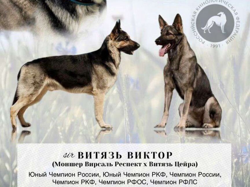 Щенки вео редкого зонарного окраса