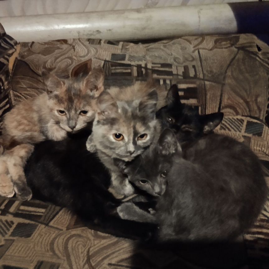 Котята в добрые руки бесплатно