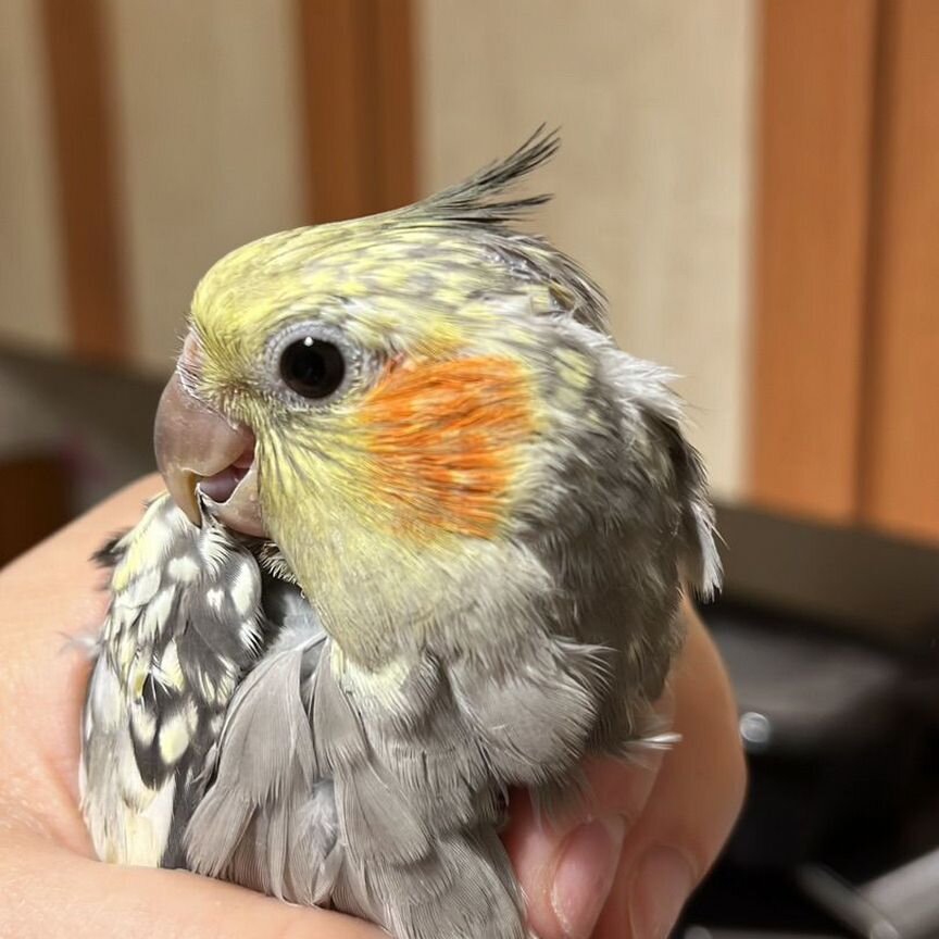 Попугай корелла птенец