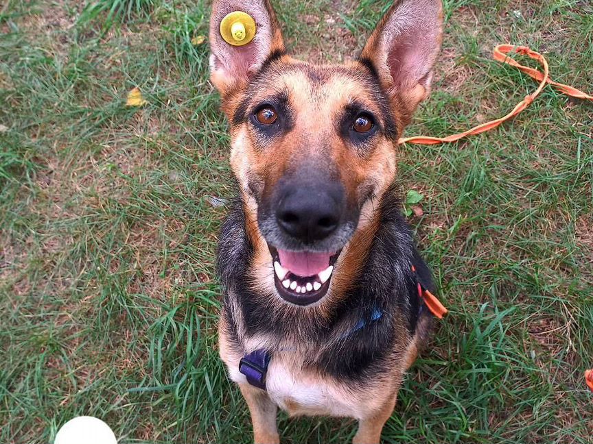 Метис овчарки Лу