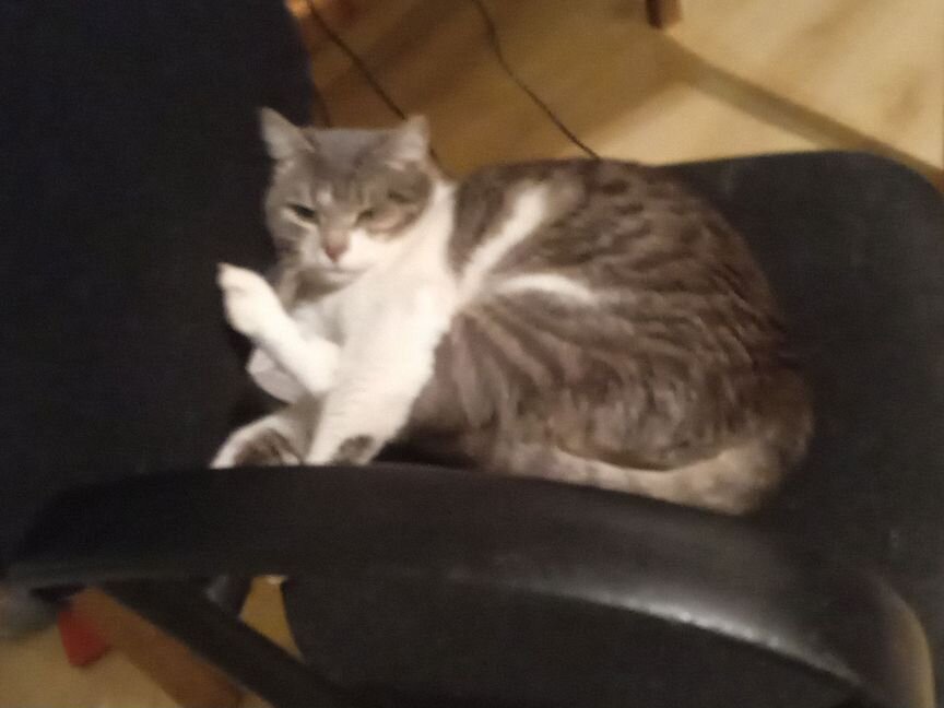 Отдаю в добрые руки