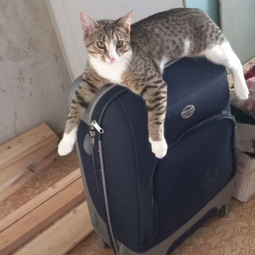 Ищет дом Кузя