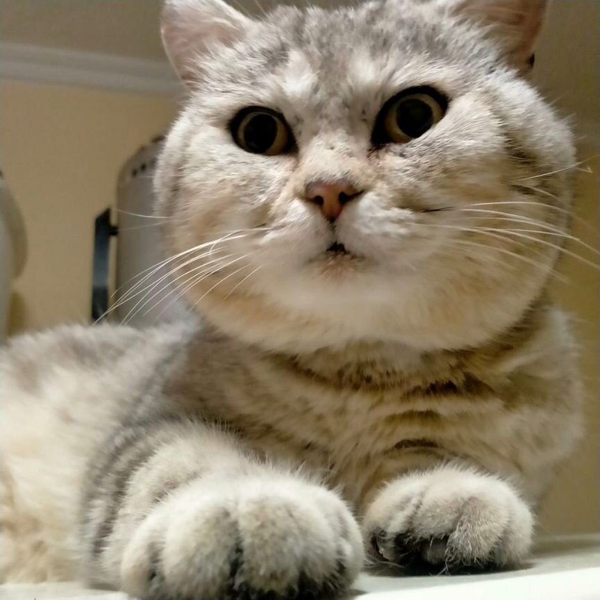 Шикарный котик