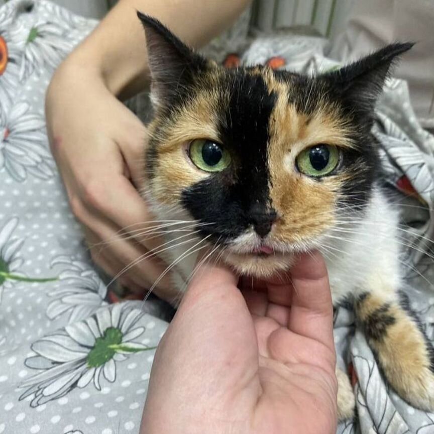 Кошечка в добрые руки