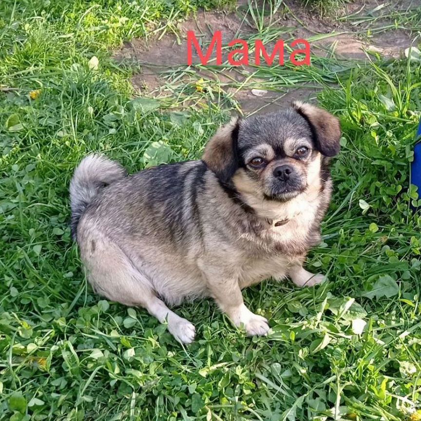 Щеночки от маленькой собачки