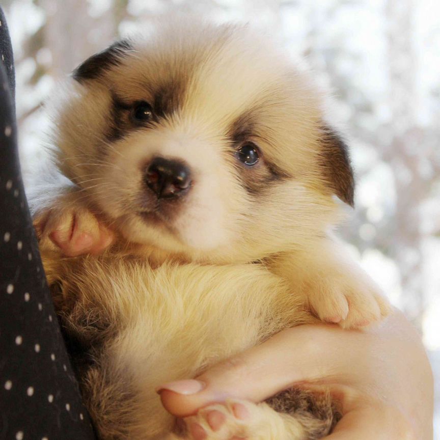 Вельш корги пемброк. Щенки с родословной