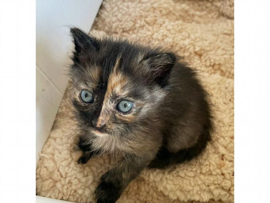 Котенок девочка 1 месяц трехцветная