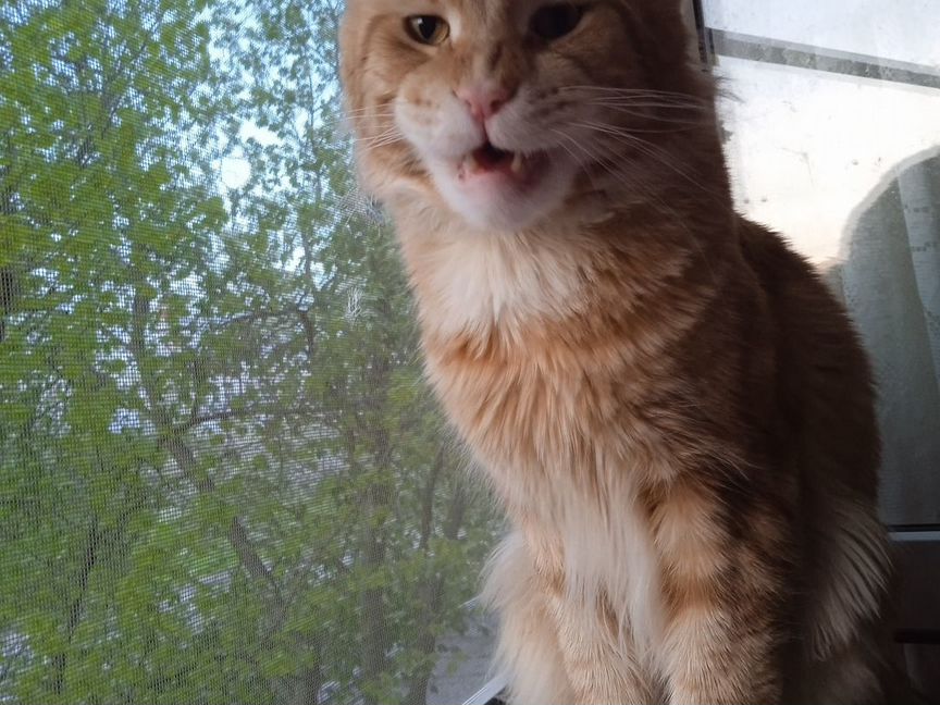 Кот мейн-кун вязка