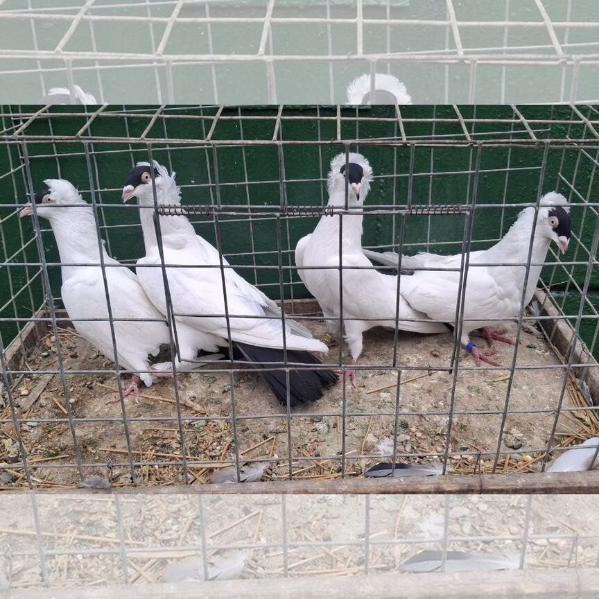 Голуби монахи, лимонистые чехи