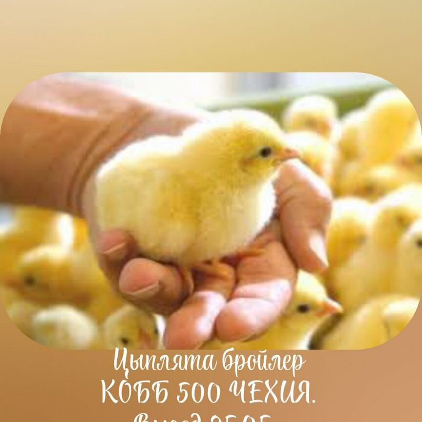 Цыплята бройлеры кобб 500