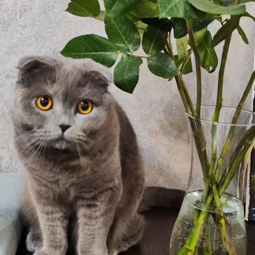 Кошка Шотландская вислоухая