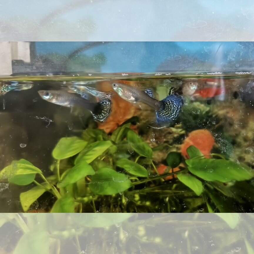 Аквариумные рыбки обмен